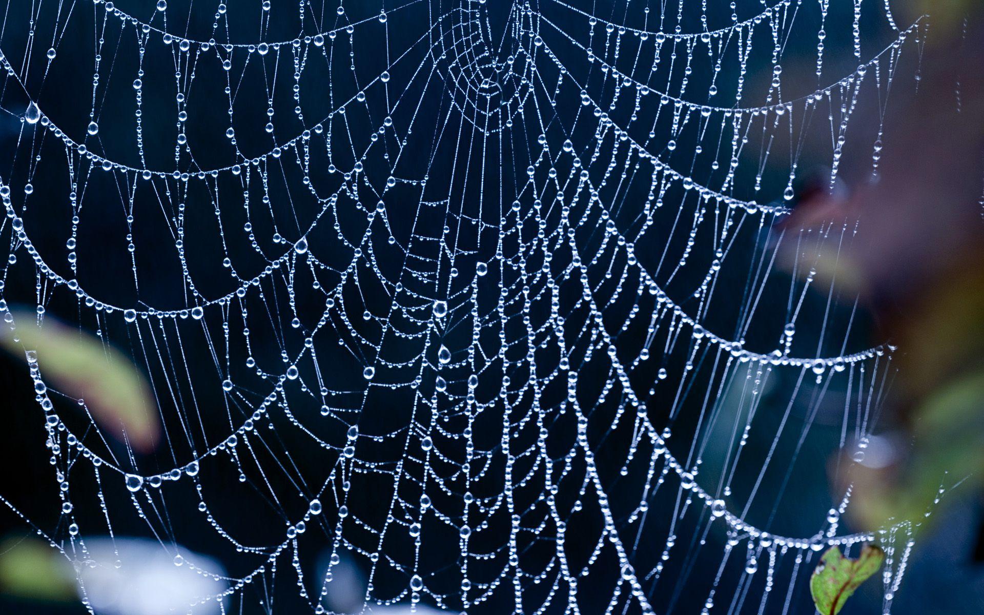 Spiderweb Wallpapers - Top Free Spiderweb Backgrounds - WallpaperAccess