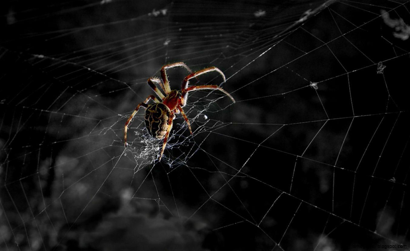 Spiderweb Wallpapers - Top Free Spiderweb Backgrounds - WallpaperAccess
