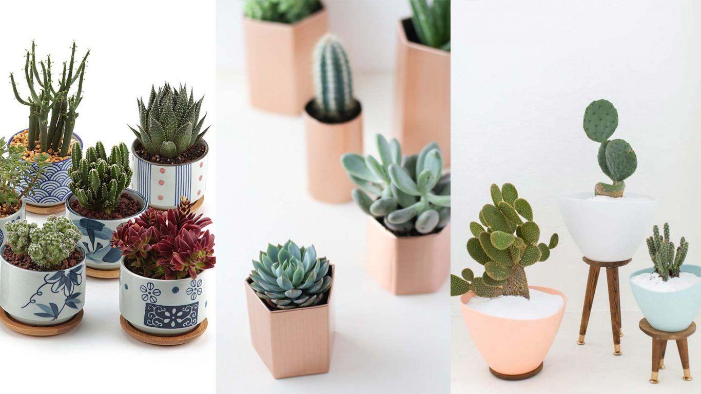 Indoor Plants Wallpapers - Top Free Indoor Plants Backgrounds ...