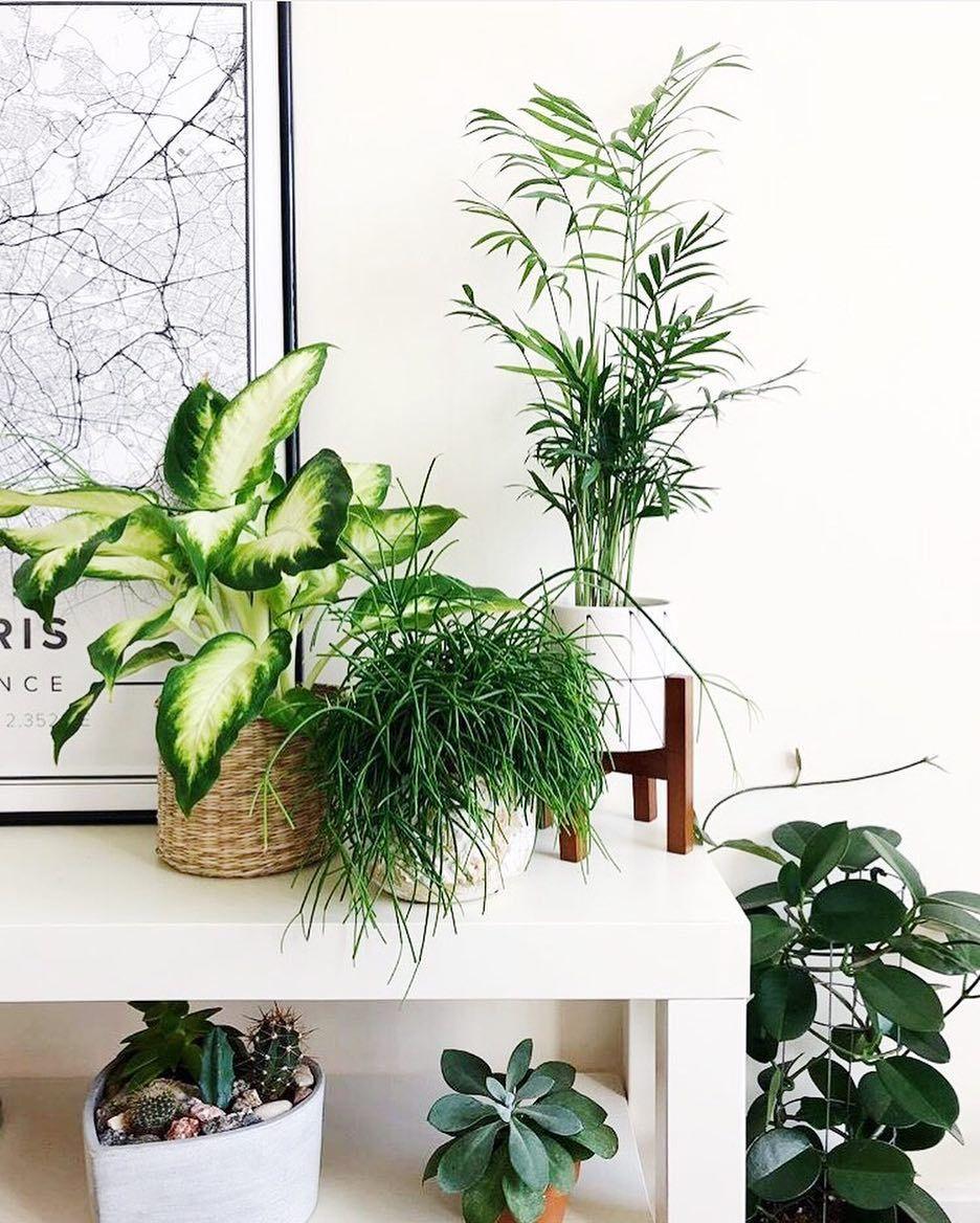 Indoor Plants Wallpapers - Top Free Indoor Plants Backgrounds ...