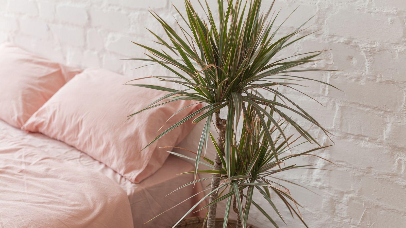 Indoor Plants Wallpapers - Top Free Indoor Plants Backgrounds ...