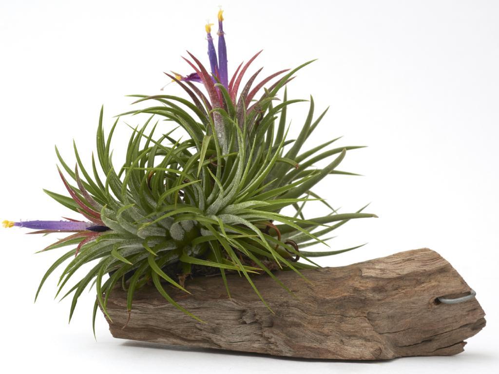 Indoor Plants Wallpapers - Top Free Indoor Plants Backgrounds ...