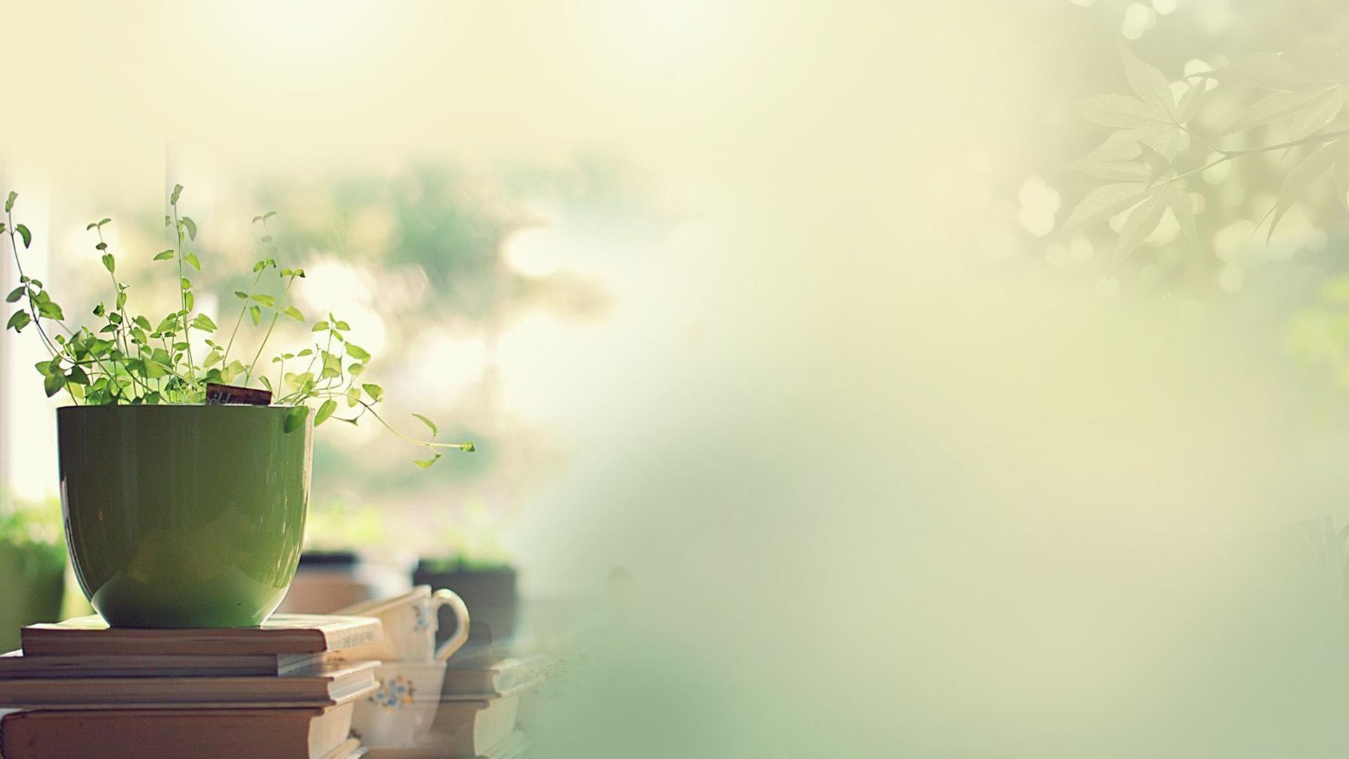 Indoor Plants Wallpapers - Top Free Indoor Plants Backgrounds ...