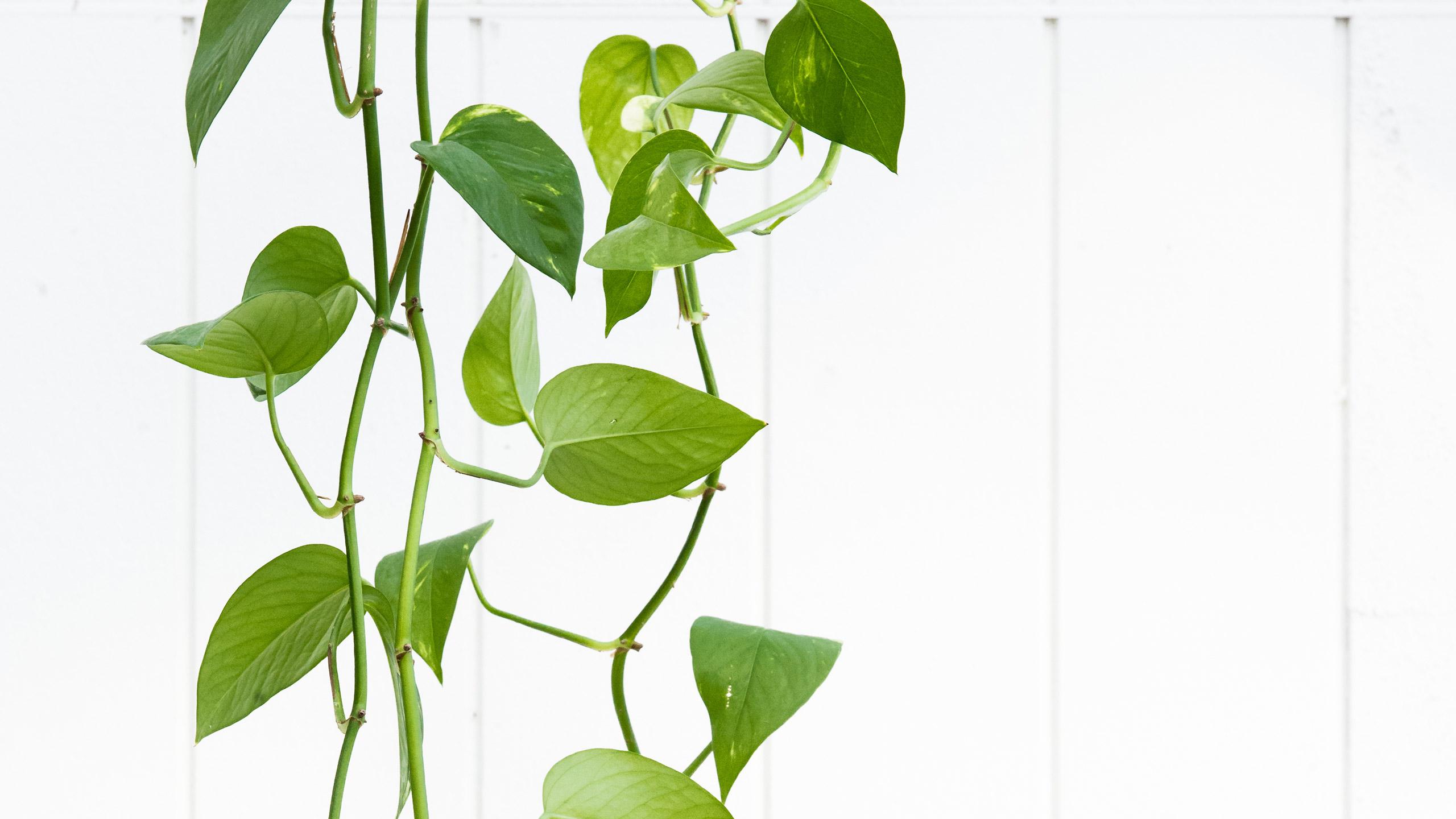 Indoor Plants Wallpapers - Top Free Indoor Plants Backgrounds ...