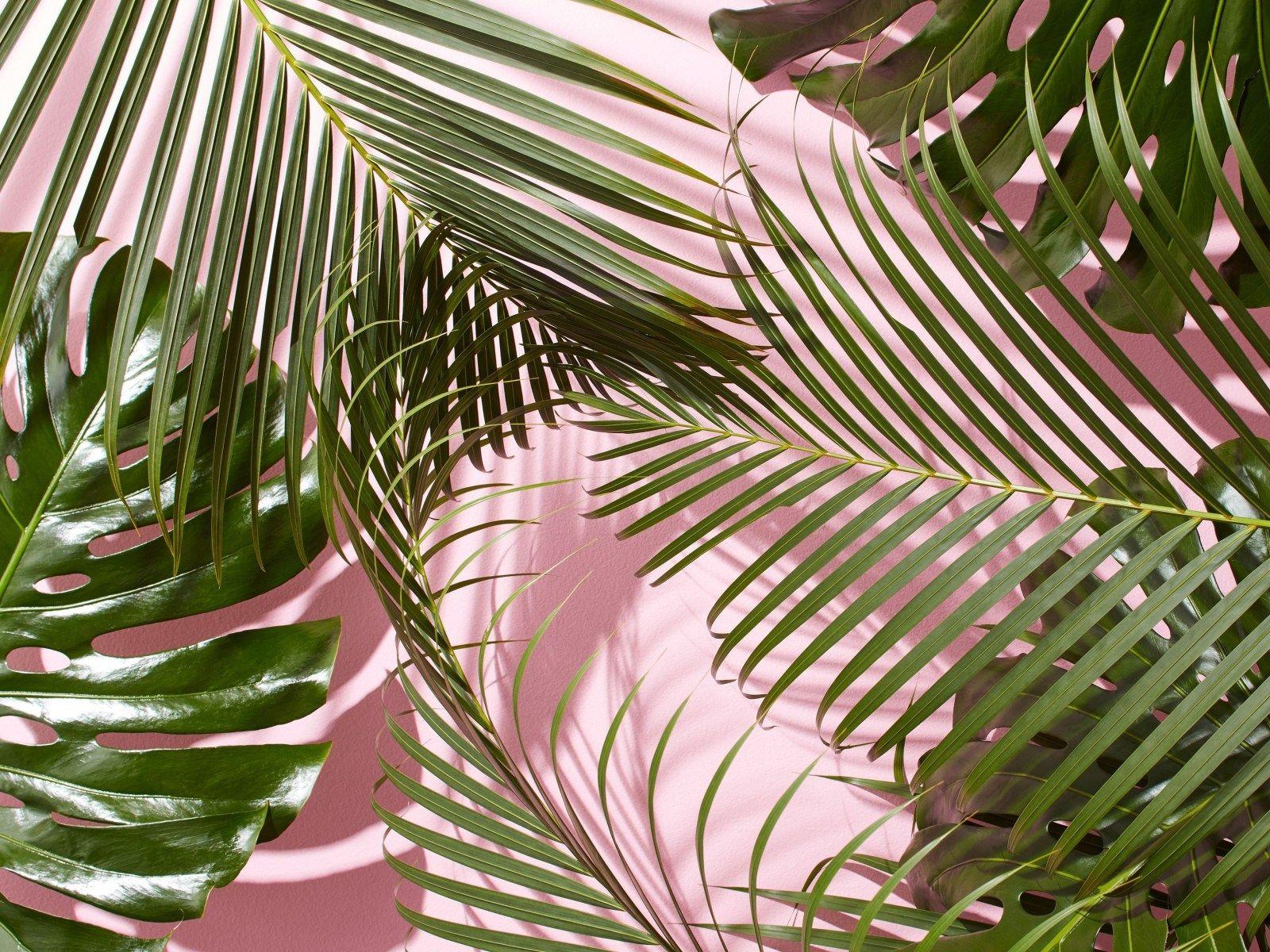 Indoor Plants Wallpapers - Top Free Indoor Plants Backgrounds ...