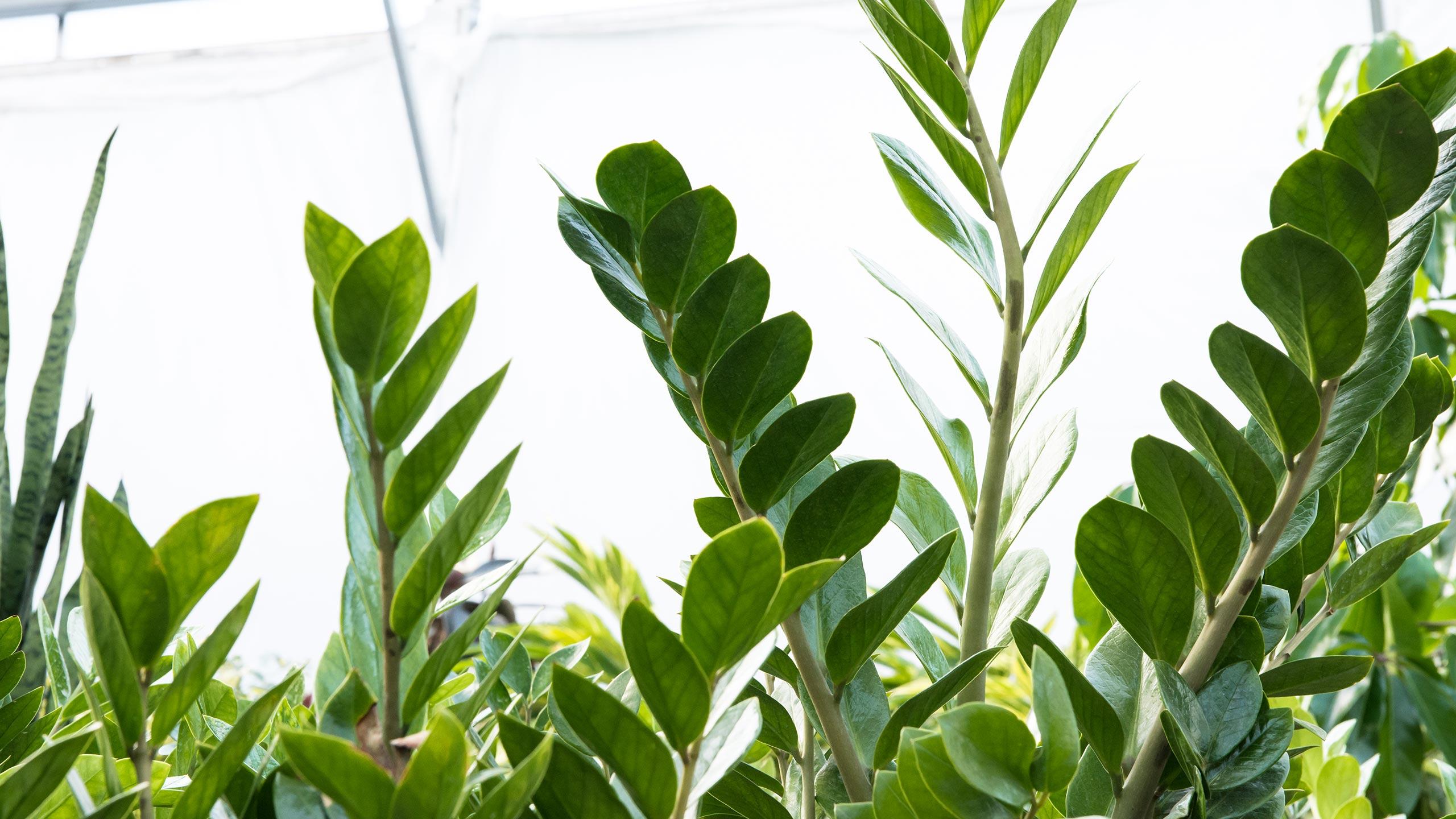 Indoor Plants Wallpapers - Top Free Indoor Plants Backgrounds ...