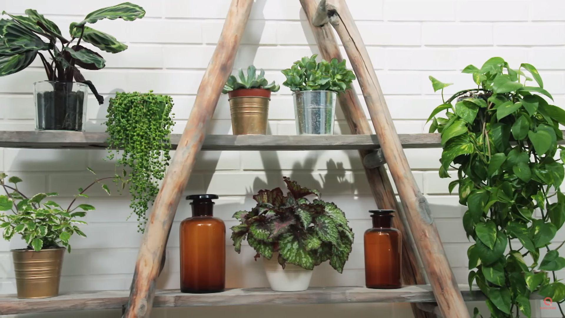 Indoor Plants Wallpapers - Top Free Indoor Plants Backgrounds ...