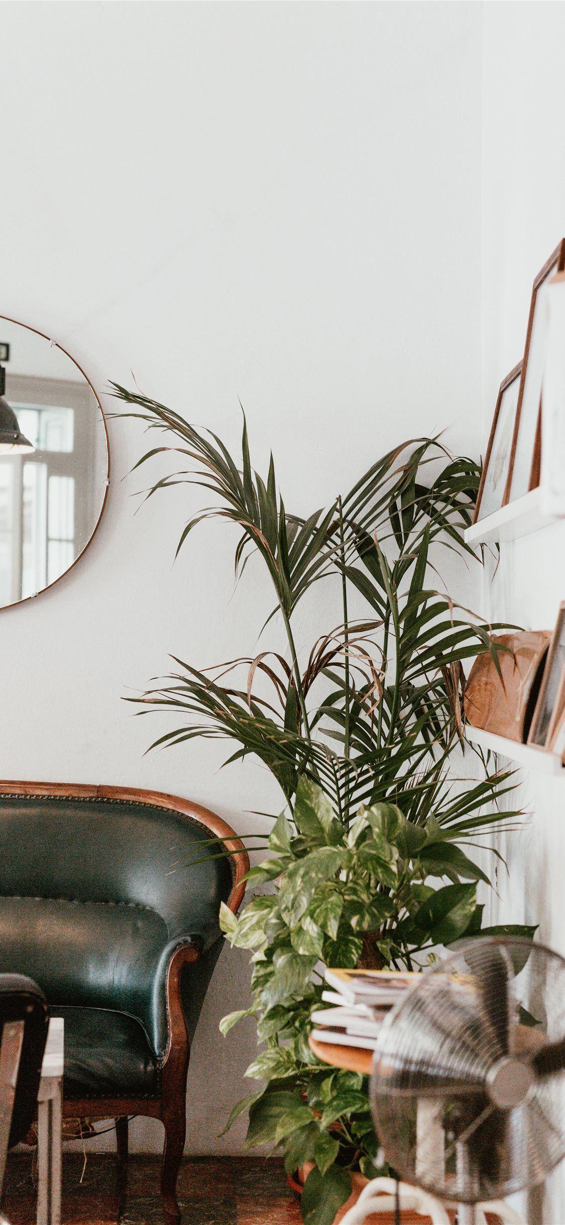 Indoor Plants Wallpapers - Top Free Indoor Plants Backgrounds ...