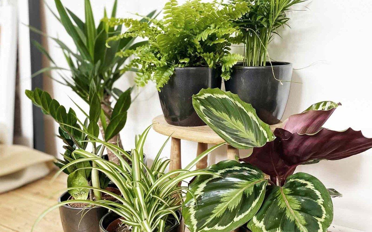 Indoor Plants Wallpapers - Top Free Indoor Plants Backgrounds ...