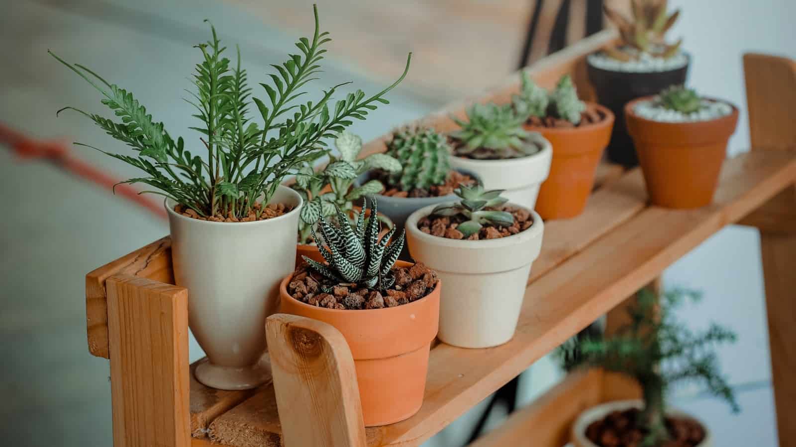 Indoor Plants Wallpapers - Top Free Indoor Plants Backgrounds ...