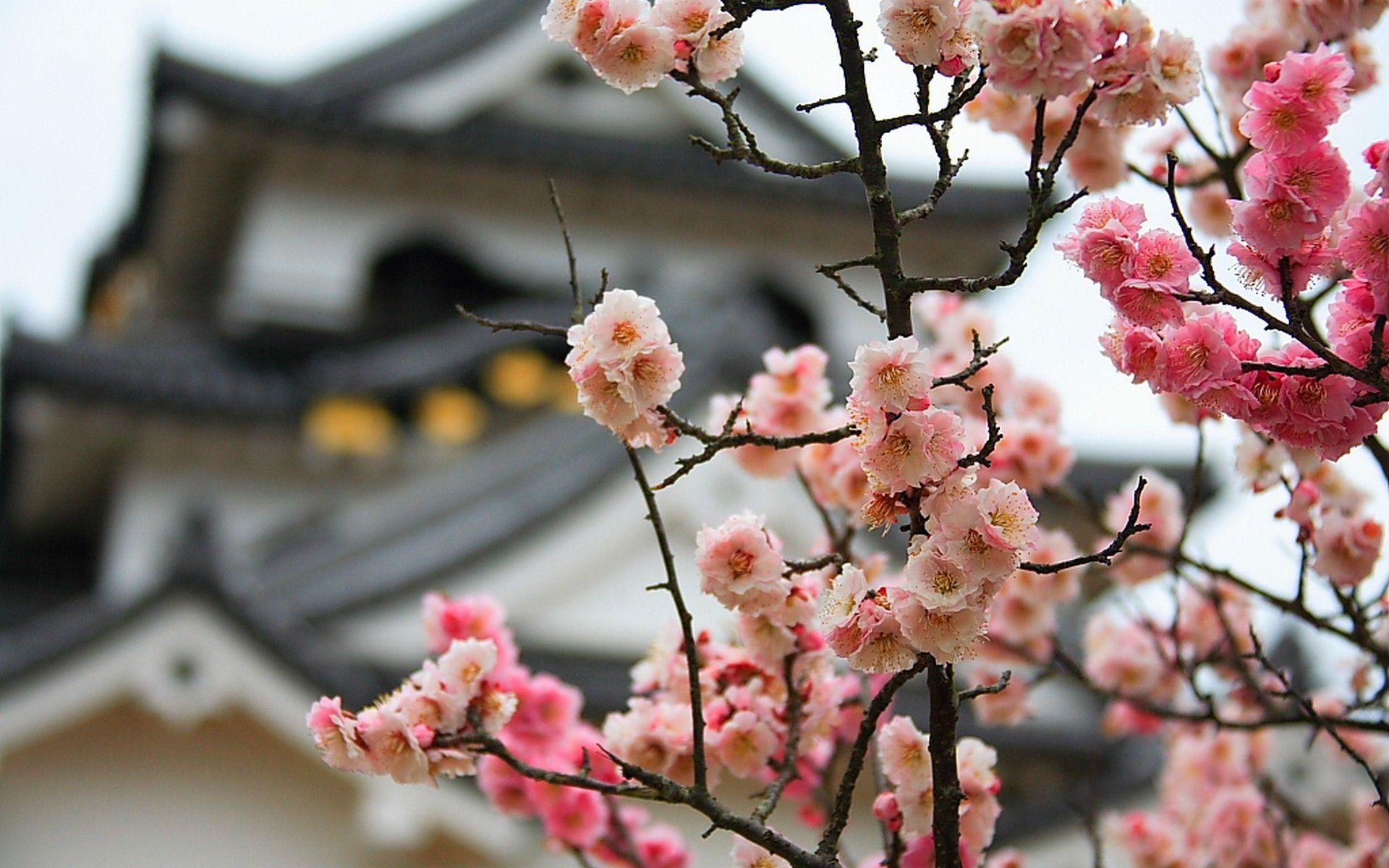 Spring in Japan Wallpapers - Top Free Spring in Japan Backgrounds ...