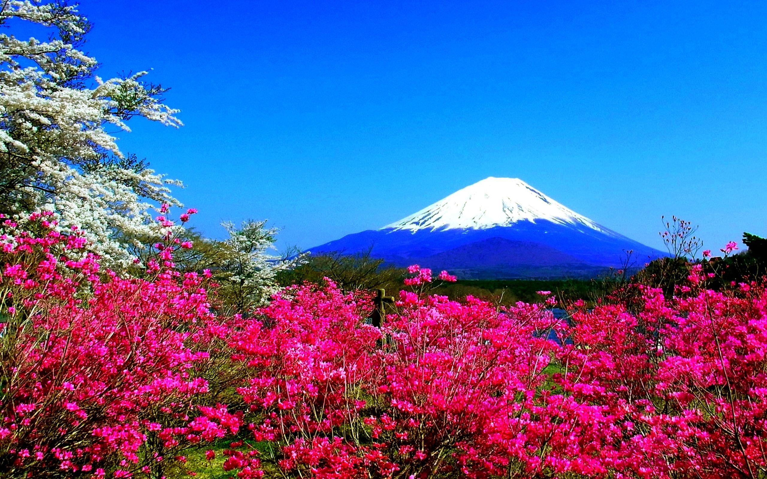 Spring in Japan Wallpapers - Top Free Spring in Japan Backgrounds ...