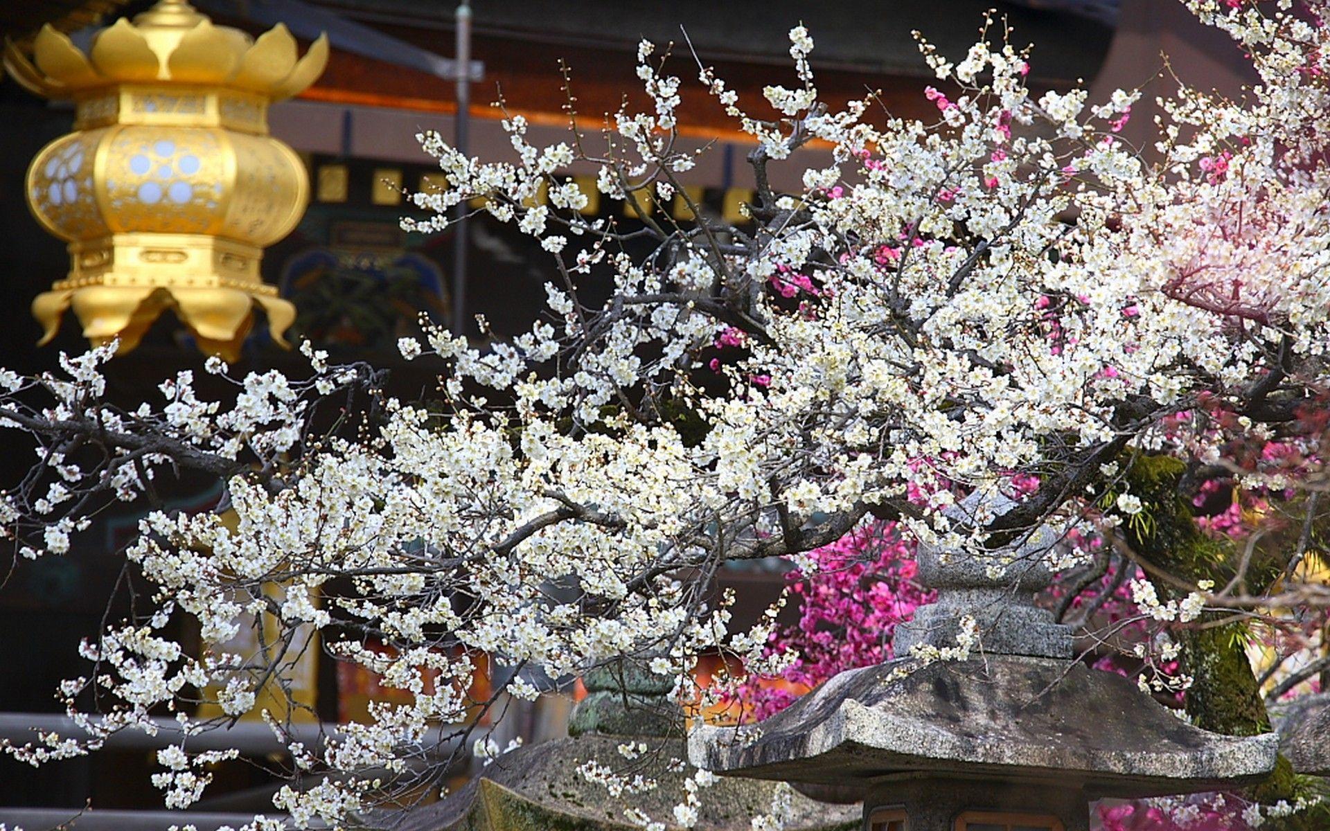 Spring in Japan Wallpapers - Top Free Spring in Japan Backgrounds ...