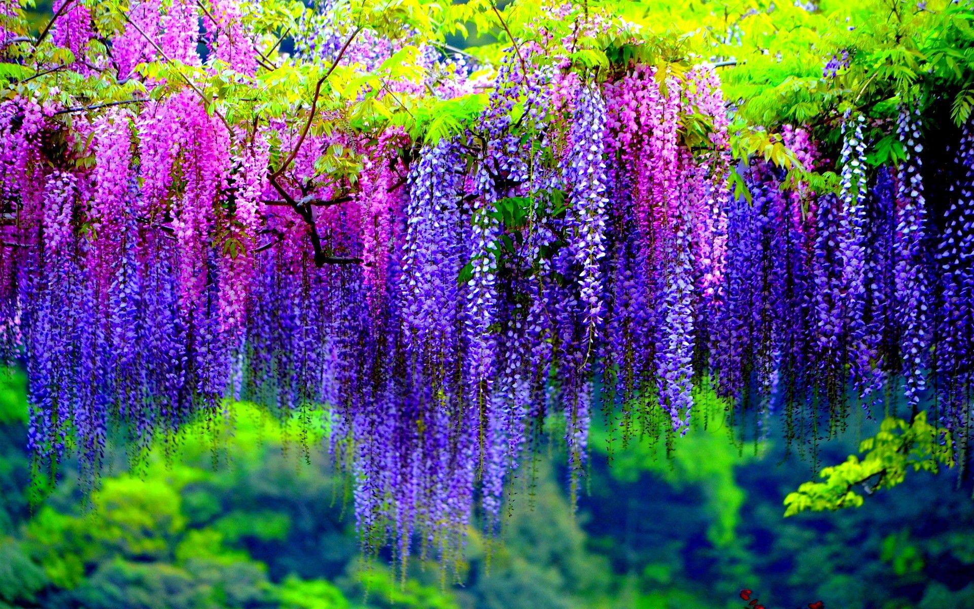 Spring in Japan Wallpapers - Top Free Spring in Japan Backgrounds ...