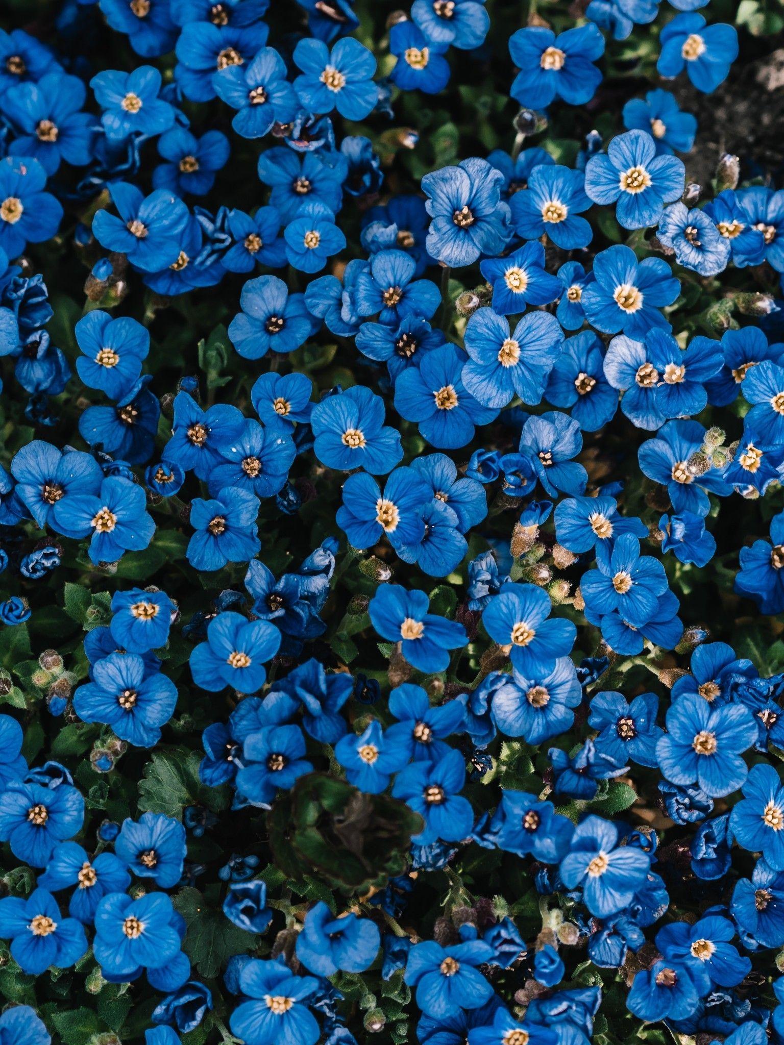 Garden Blue Wallpapers - Top Free Garden Blue Backgrounds - WallpaperAccess
