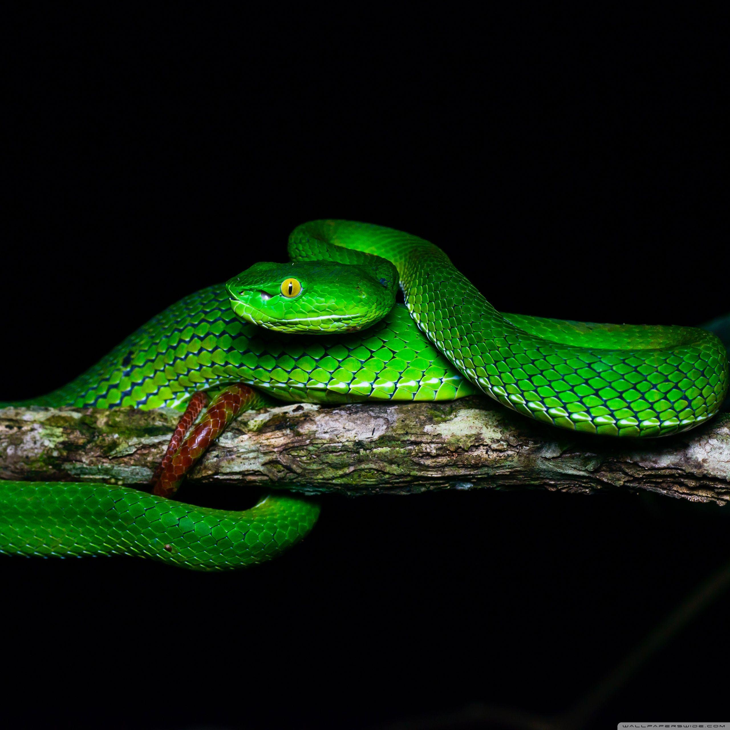 Fire Snake Wallpapers - Top Free Fire Snake Backgrounds - WallpaperAccess