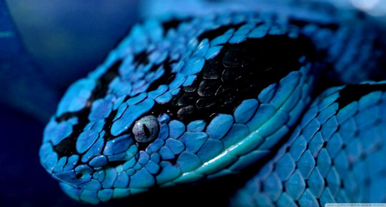 Fire Snake Wallpapers - Top Free Fire Snake Backgrounds - WallpaperAccess