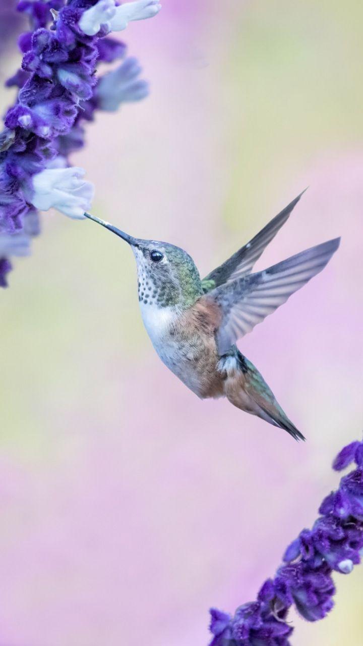 Hummingbirds Wallpapers - Top Free Hummingbirds Backgrounds ...