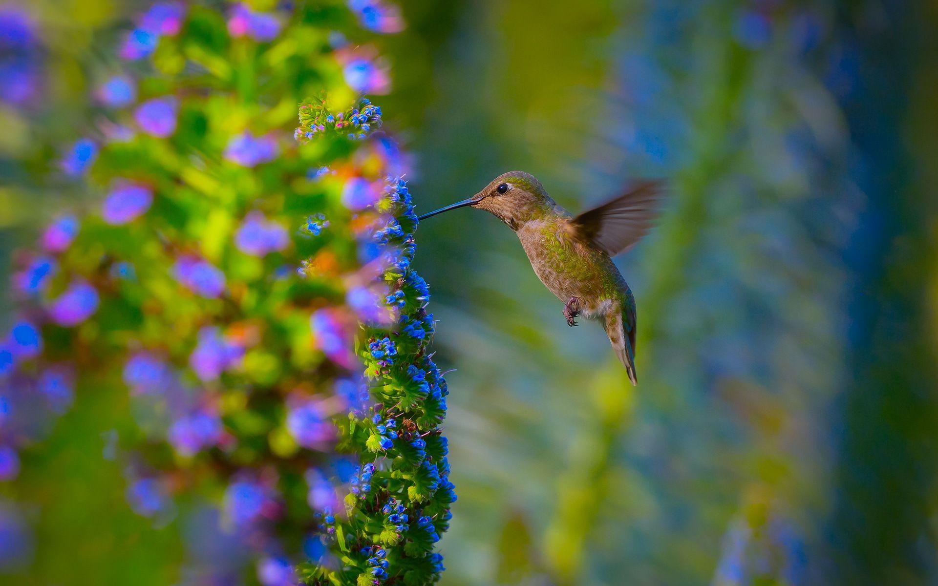 Hummingbirds Wallpapers - Top Free Hummingbirds Backgrounds ...