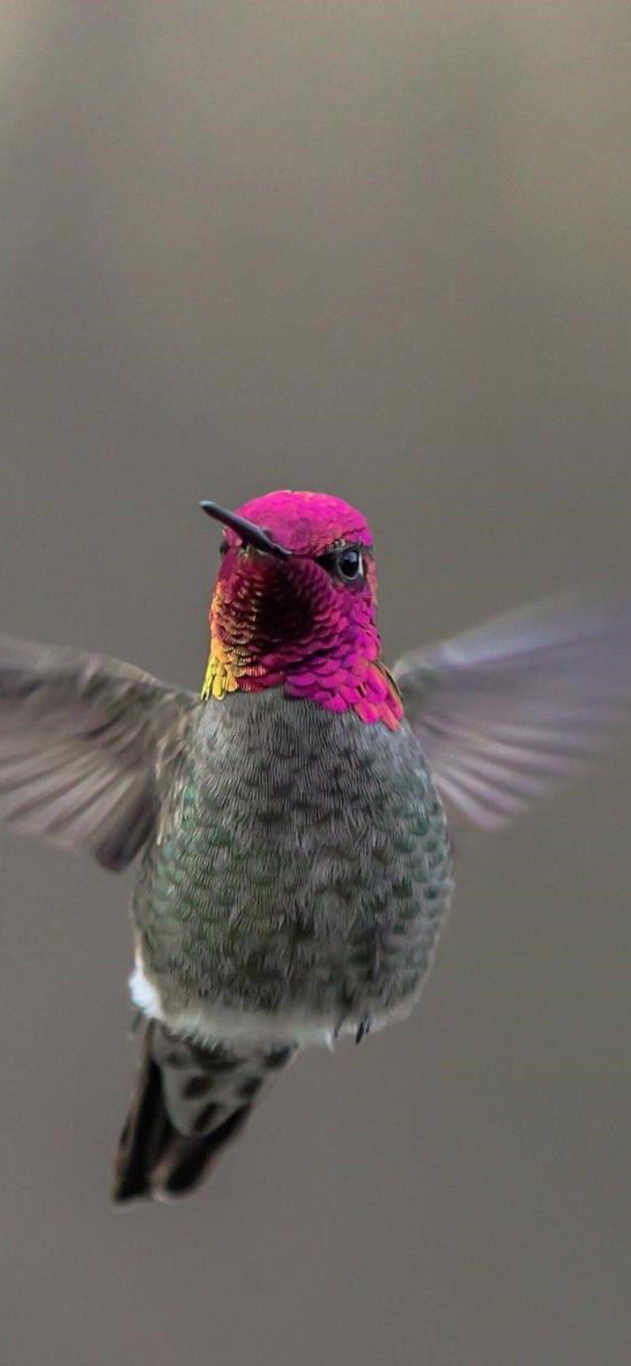 Hummingbirds Wallpapers - Top Free Hummingbirds Backgrounds ...