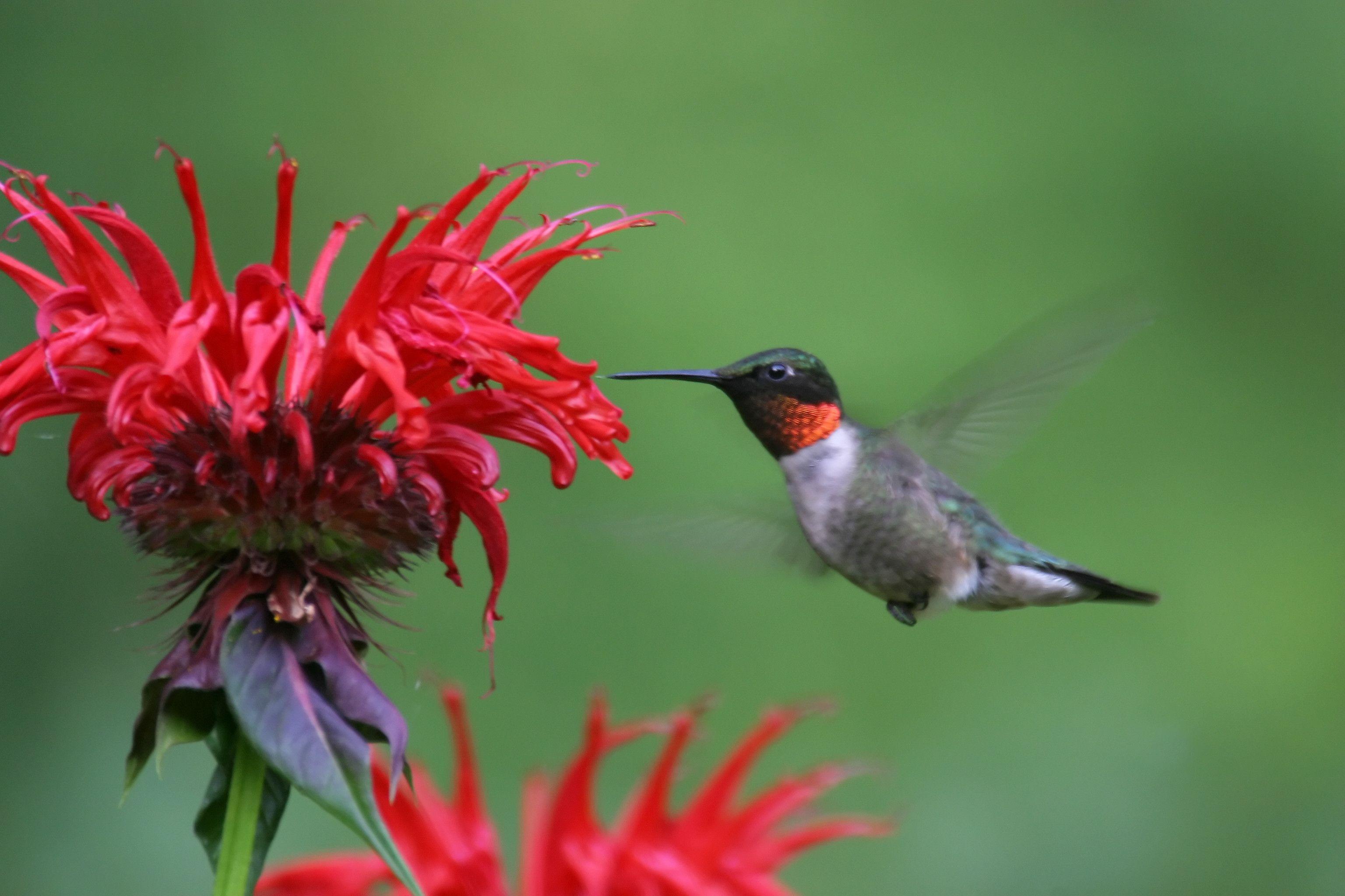 Hummingbirds Wallpapers - Top Free Hummingbirds Backgrounds ...
