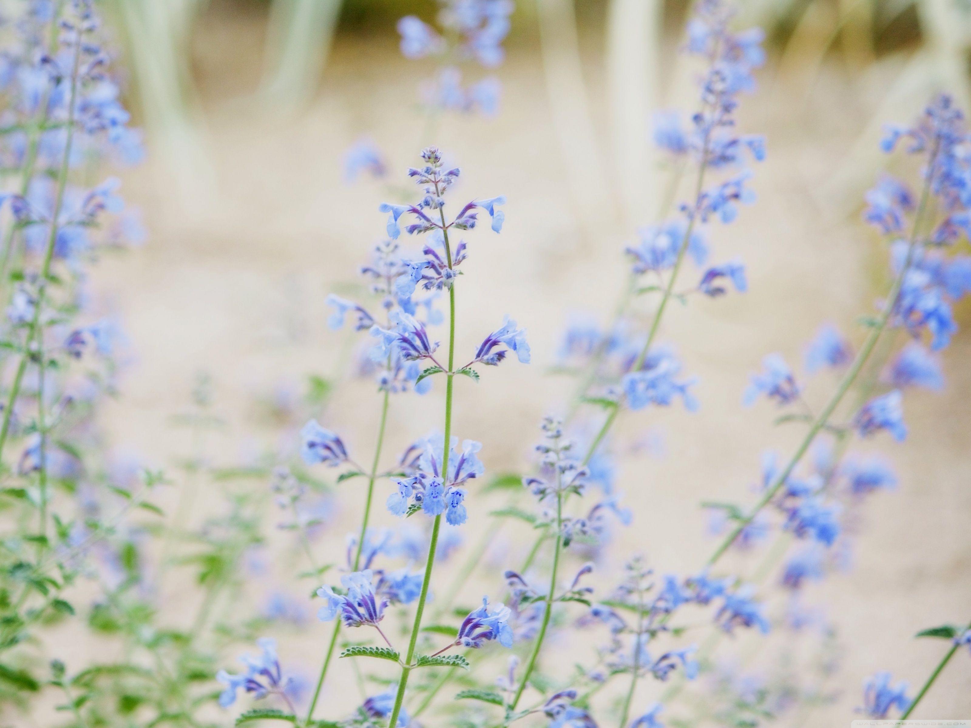 Small Flower Wallpapers - Top Free Small Flower Backgrounds ...