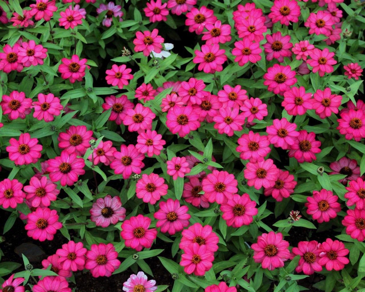 Small Flower Wallpapers - Top Free Small Flower Backgrounds ...