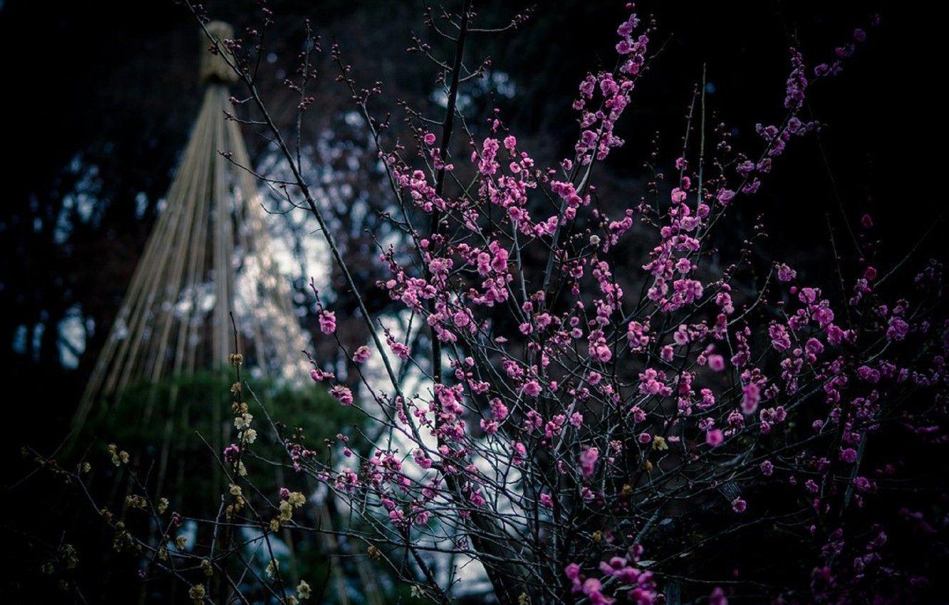 Small Flower Wallpapers - Top Free Small Flower Backgrounds ...