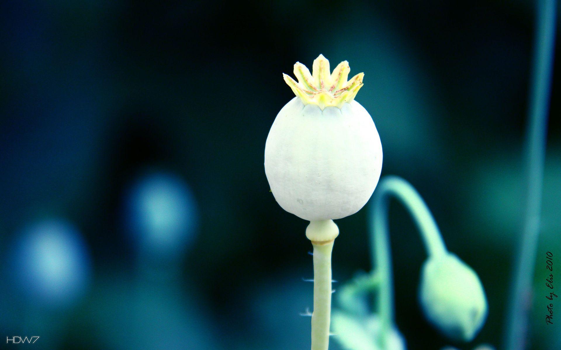 Small Flower Wallpapers - Top Free Small Flower Backgrounds ...