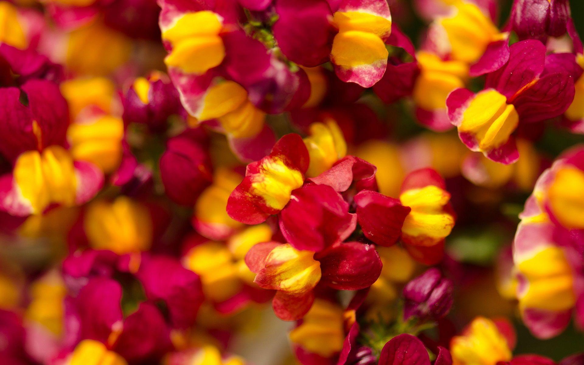 Small Flower Wallpapers - Top Free Small Flower Backgrounds ...