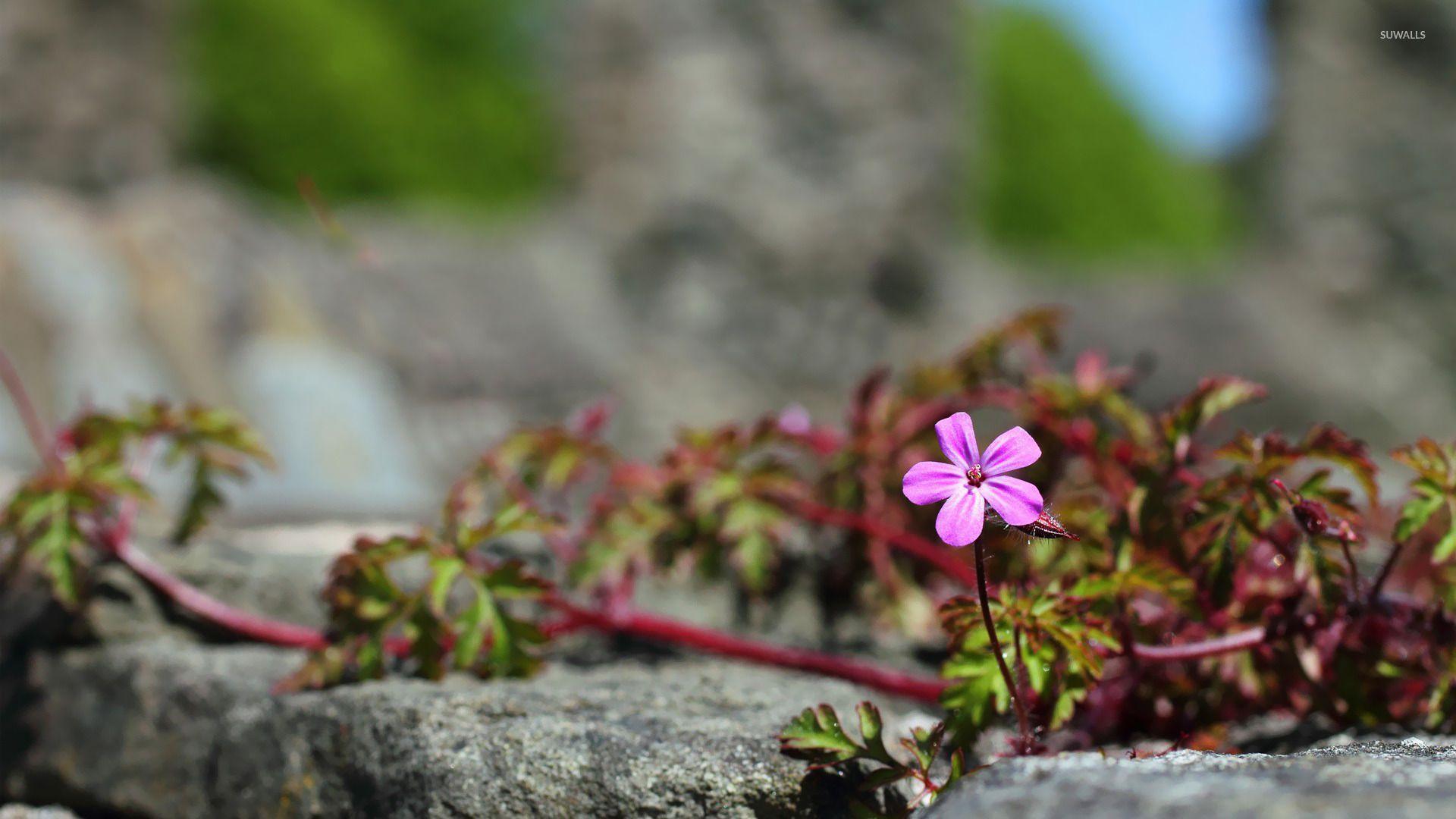 Small Flower Wallpapers - Top Free Small Flower Backgrounds ...