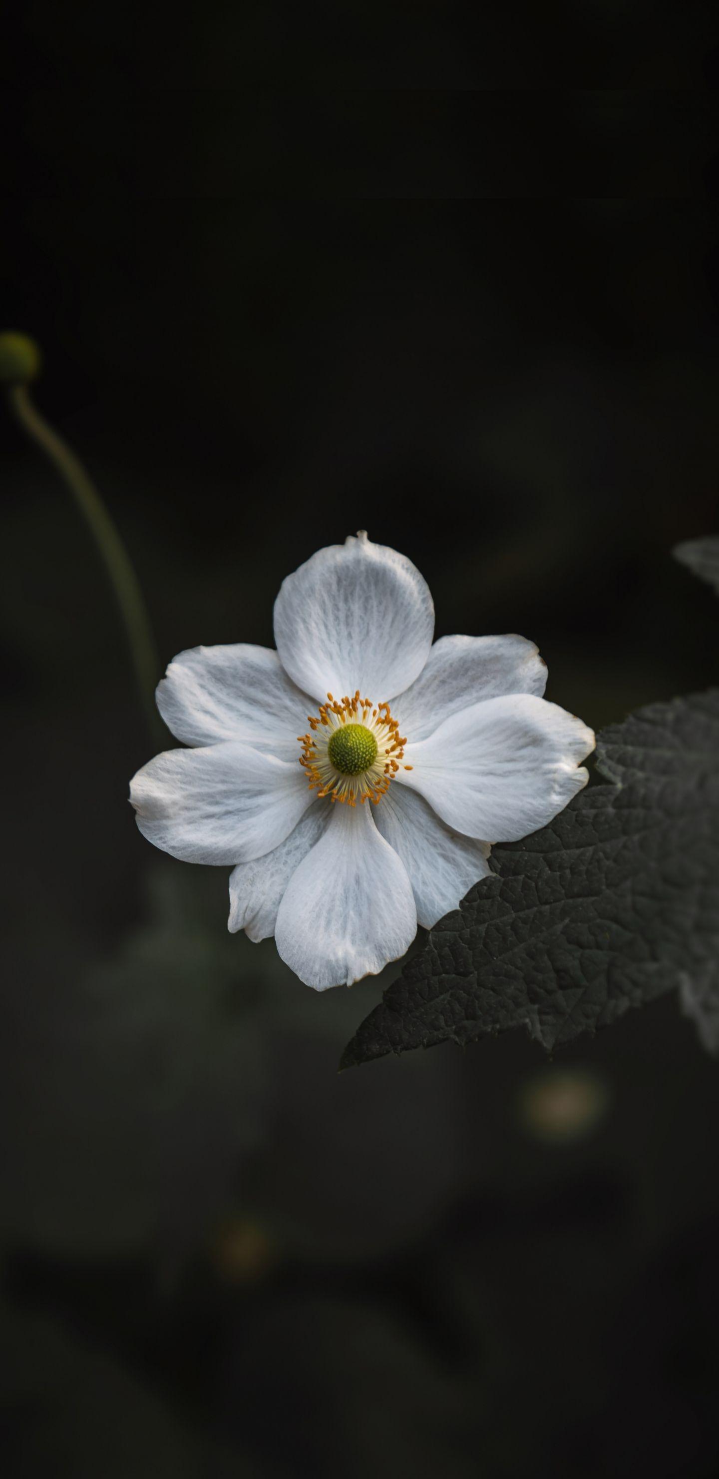 Small Flower Wallpapers - Top Free Small Flower Backgrounds ...