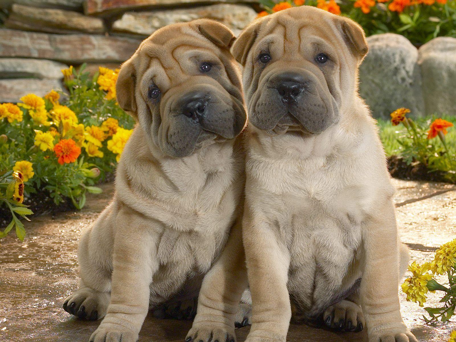 Shar Pei Wallpapers - Top Free Shar Pei Backgrounds - WallpaperAccess