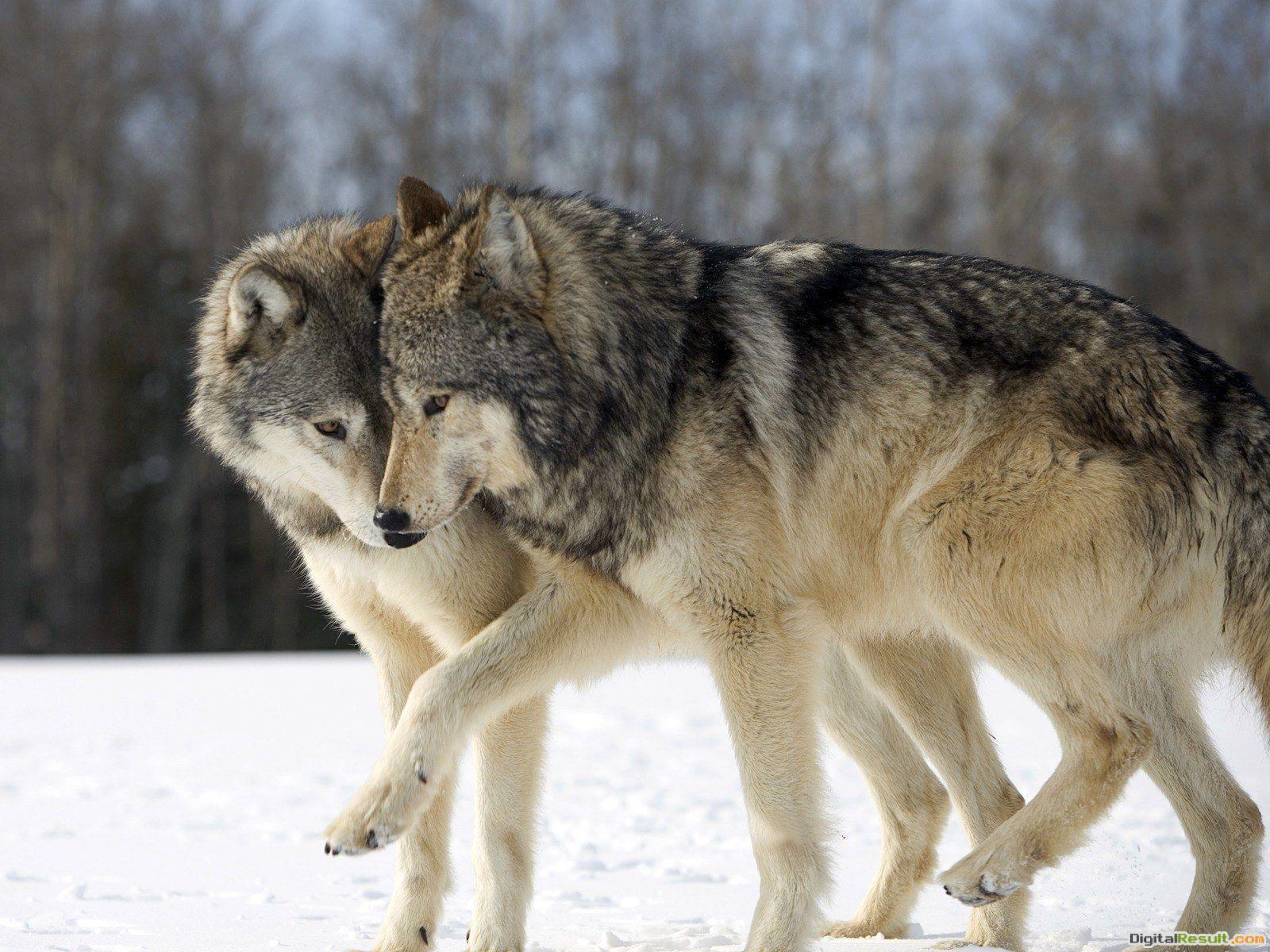American Wolves Wallpapers - Top Free American Wolves Backgrounds ...