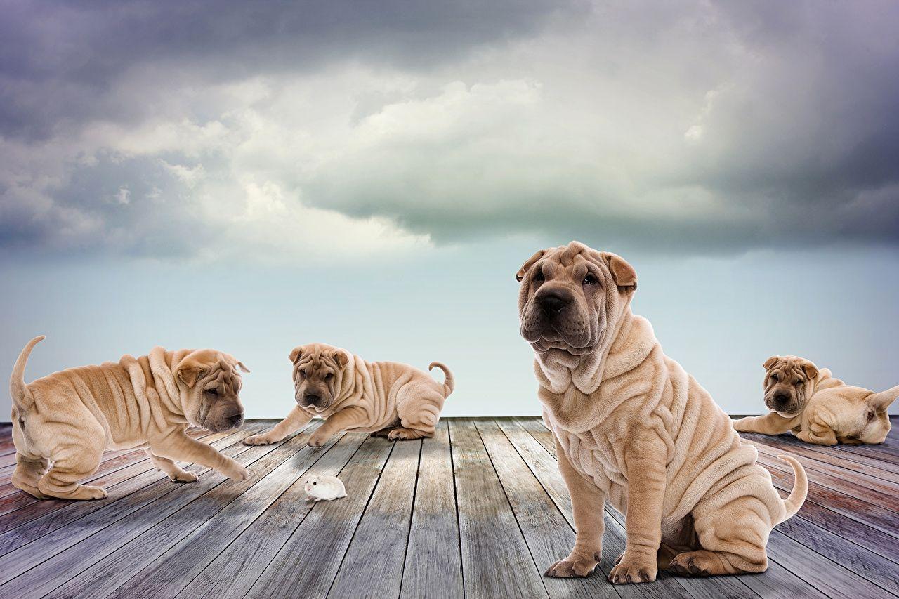 Shar Pei Wallpapers - Top Free Shar Pei Backgrounds - WallpaperAccess