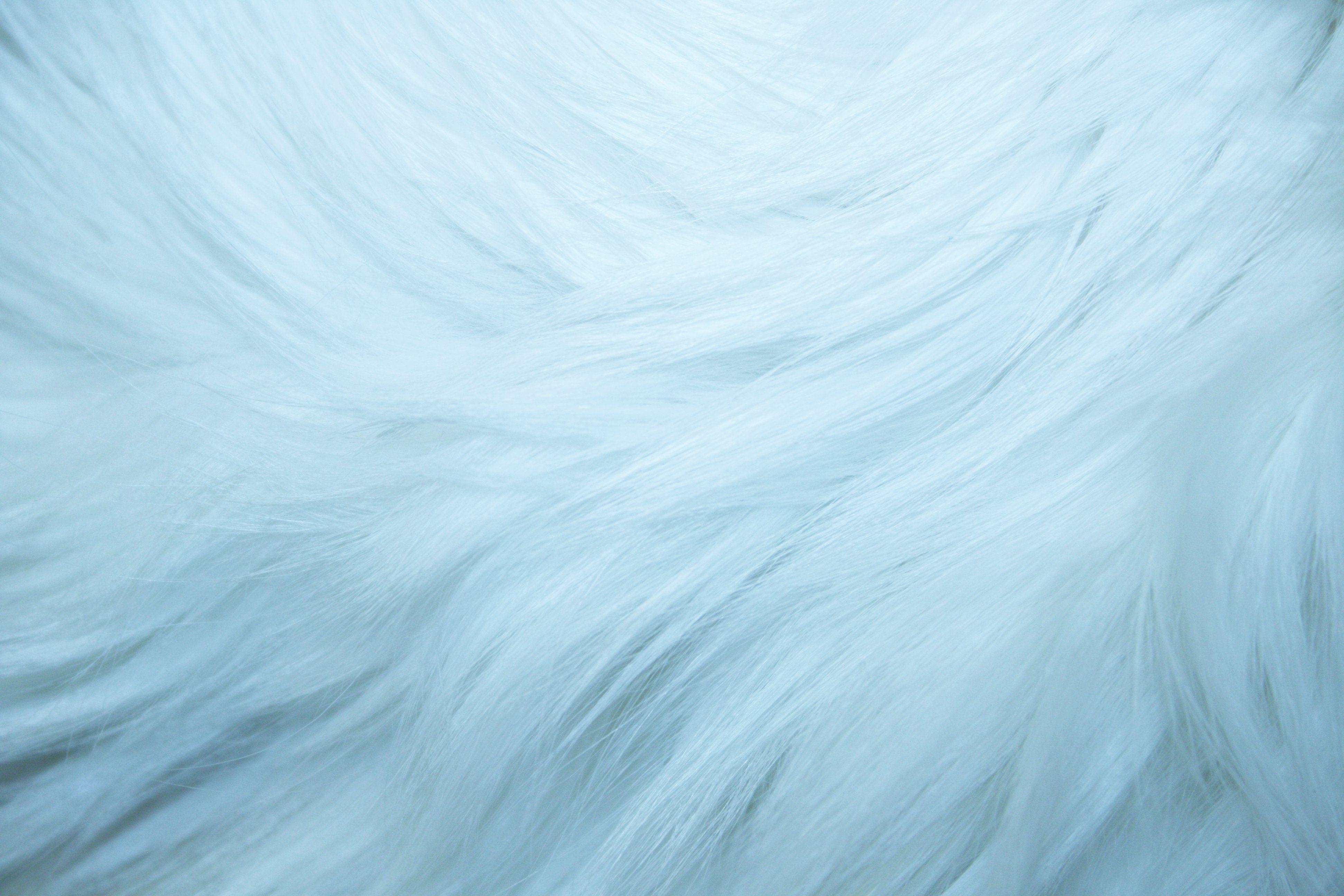 Blue Fur Wallpapers - Top Free Blue Fur Backgrounds - WallpaperAccess
