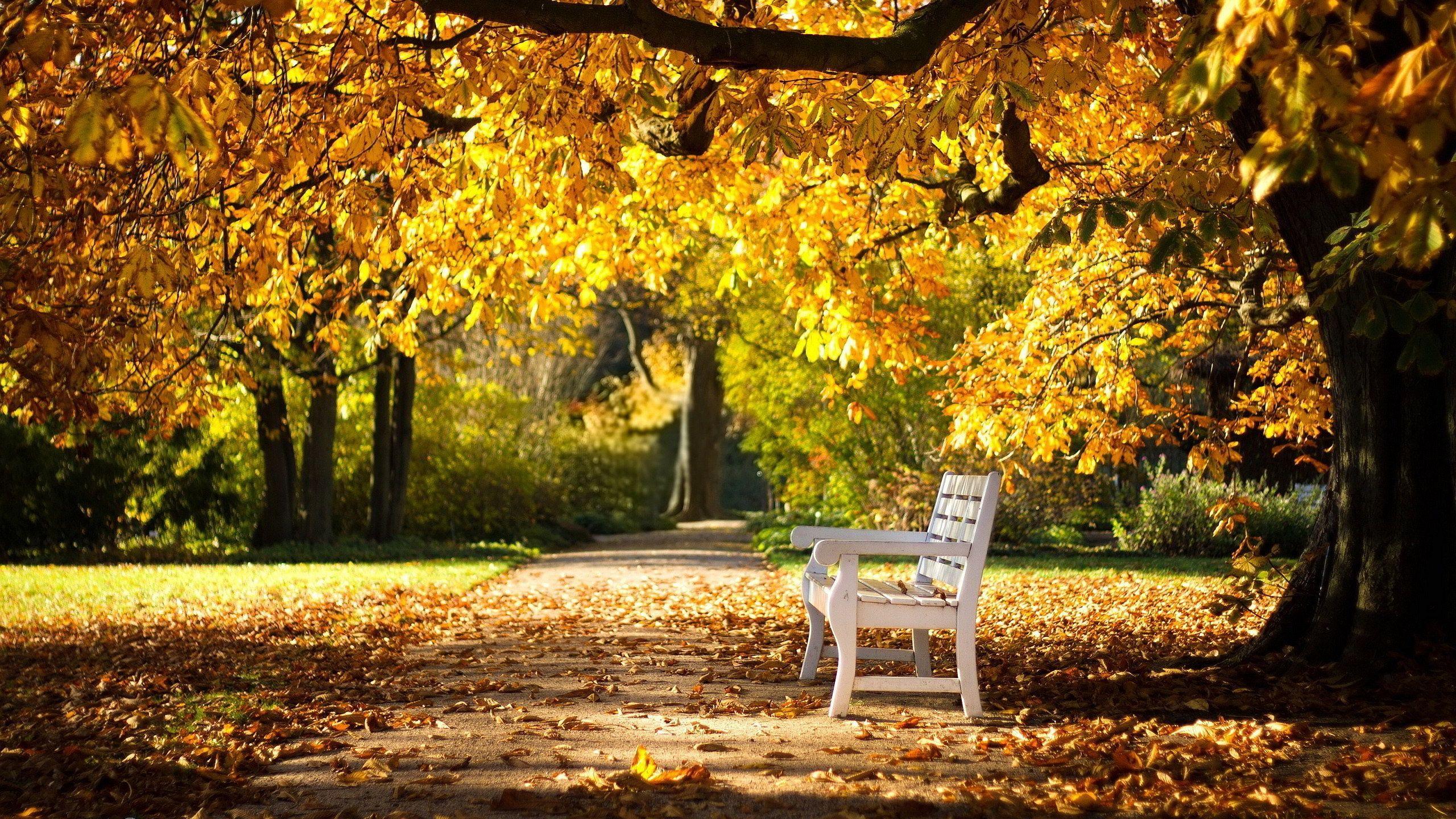 Park Bench Wallpapers - Top Free Park Bench Backgrounds - WallpaperAccess