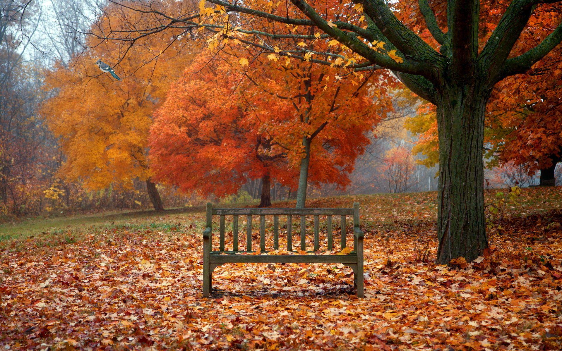 Park Bench Wallpapers - Top Free Park Bench Backgrounds - WallpaperAccess