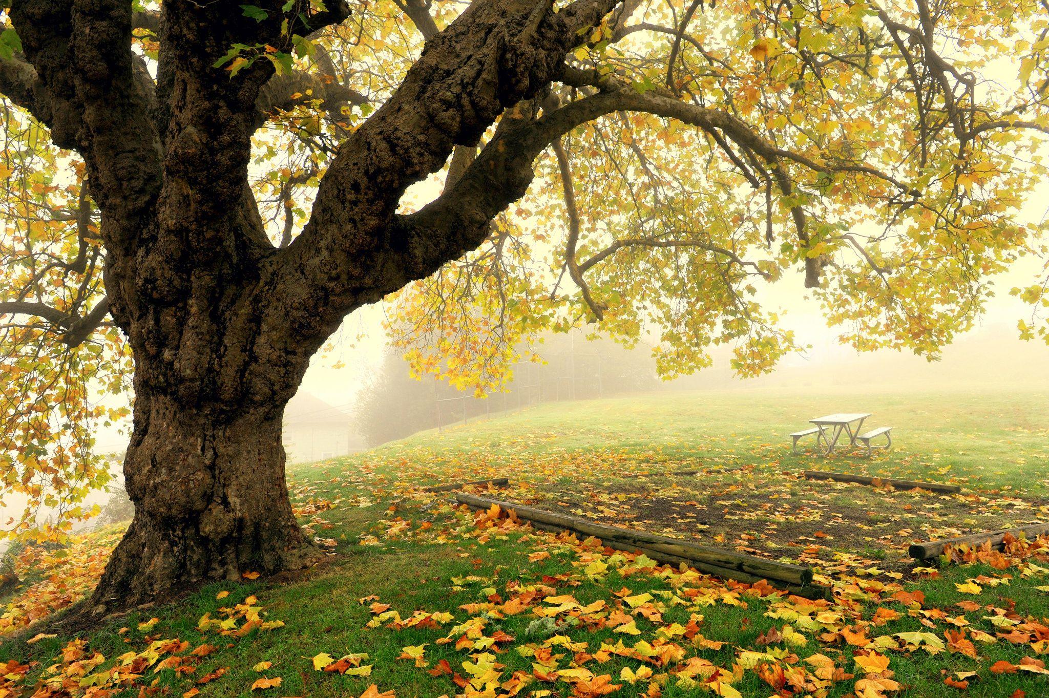 Park Bench Wallpapers - Top Free Park Bench Backgrounds - WallpaperAccess