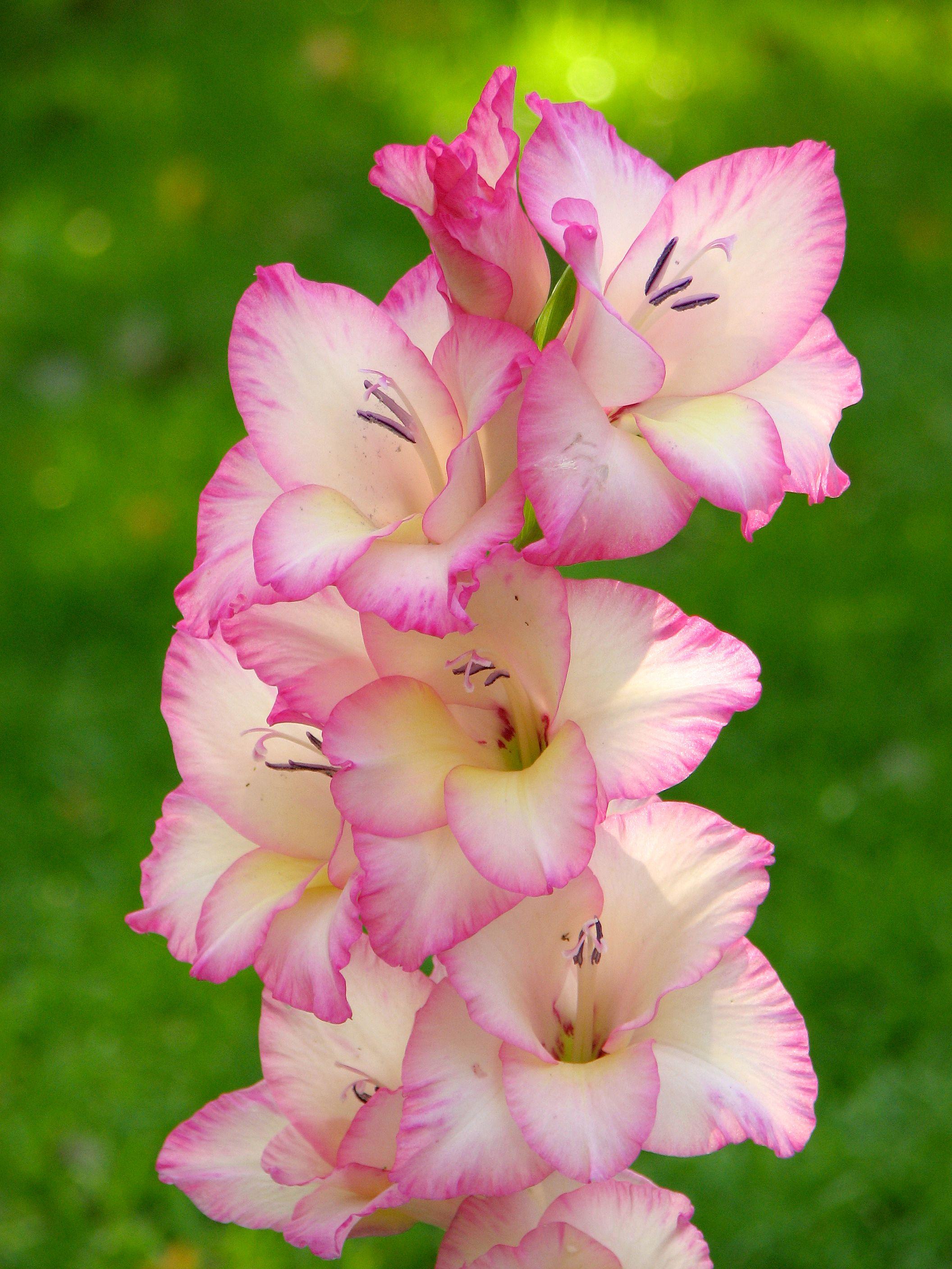 Gladiolus Wallpapers - Top Free Gladiolus Backgrounds - WallpaperAccess
