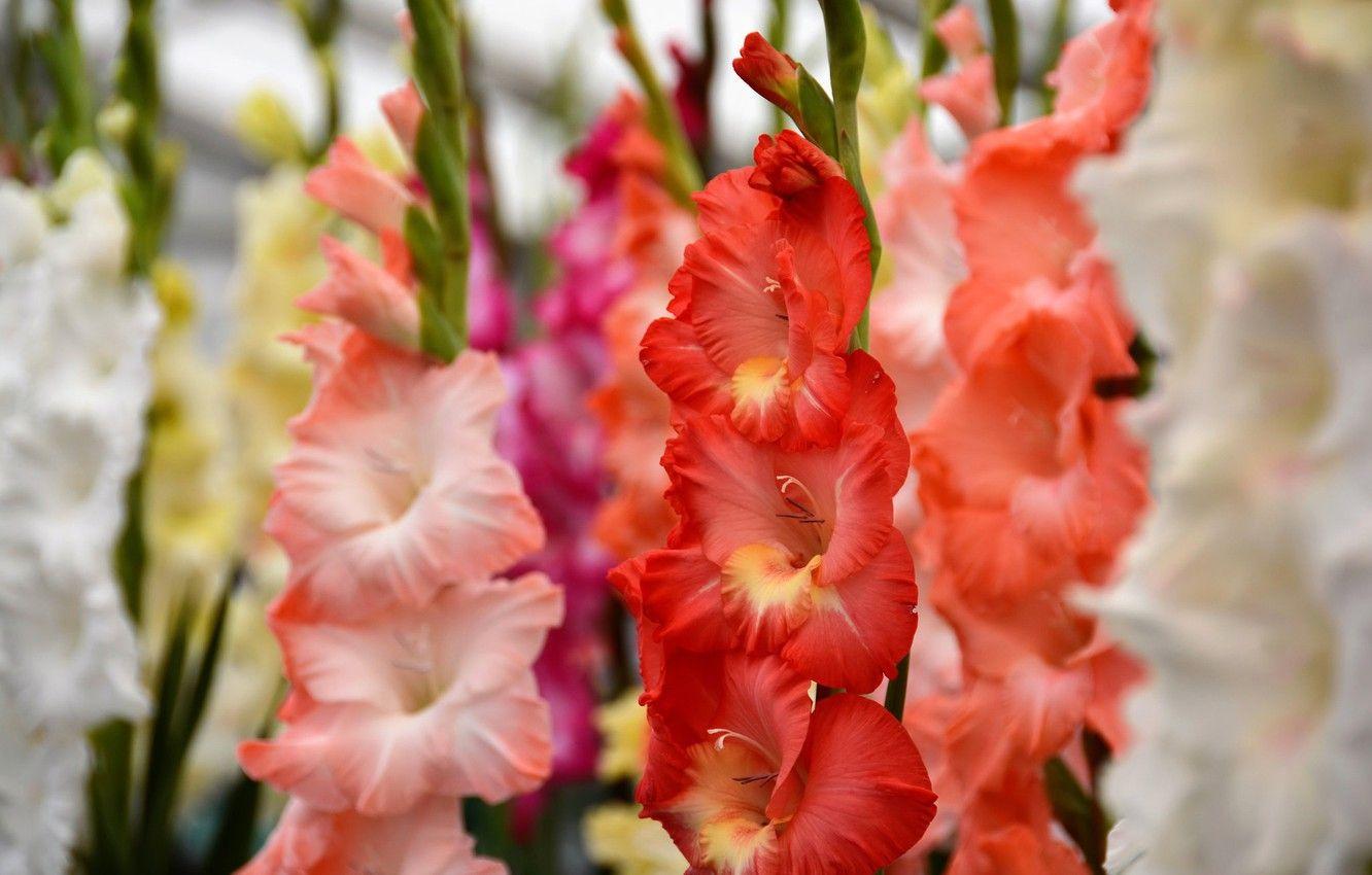 Gladiolus Wallpapers - Top Free Gladiolus Backgrounds - WallpaperAccess