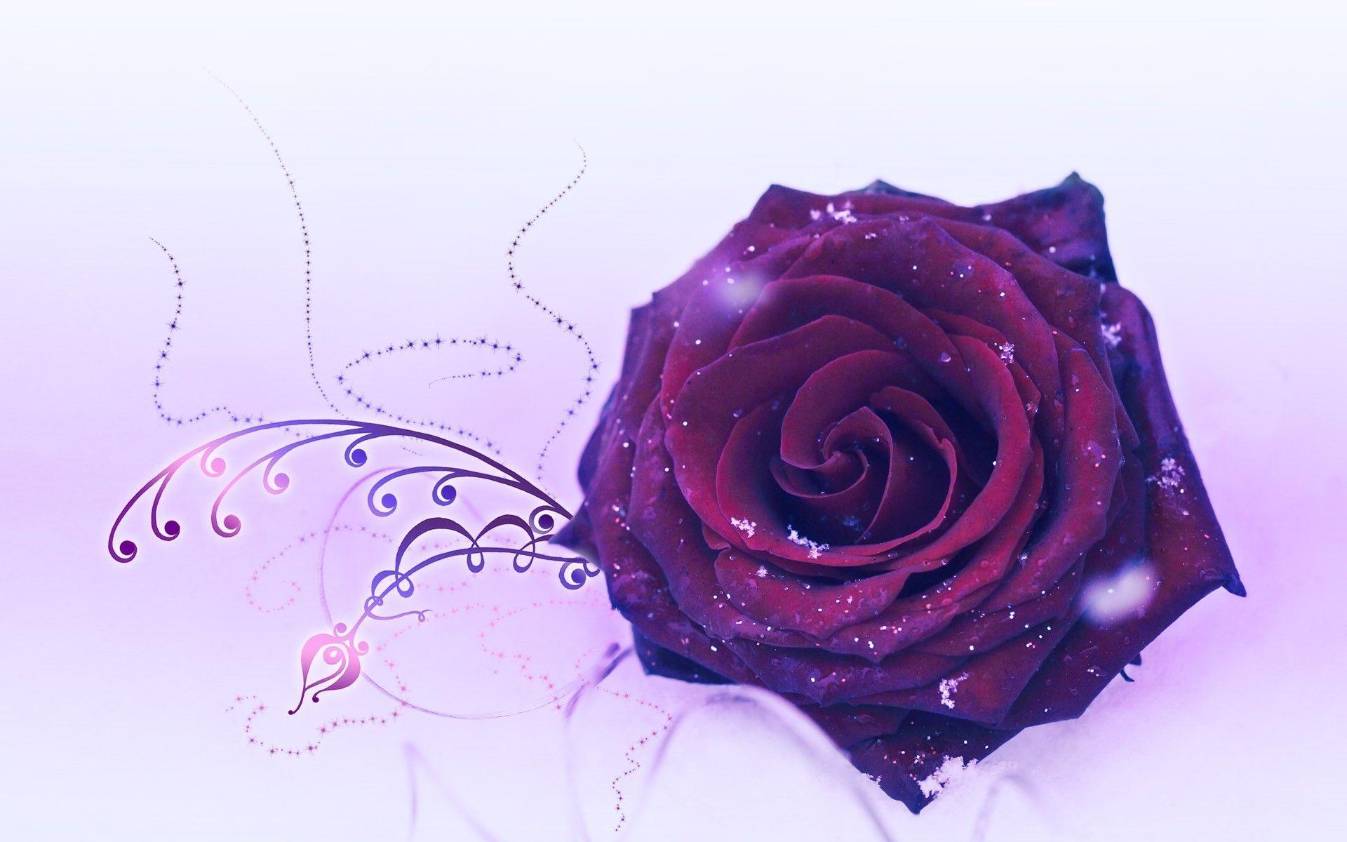 Violet Rose Wallpapers - Top Free Violet Rose Backgrounds - WallpaperAccess