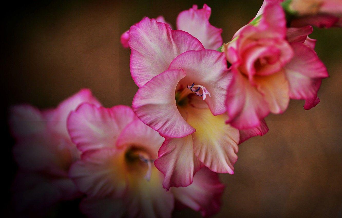 Gladiolus Wallpapers - Top Free Gladiolus Backgrounds - WallpaperAccess