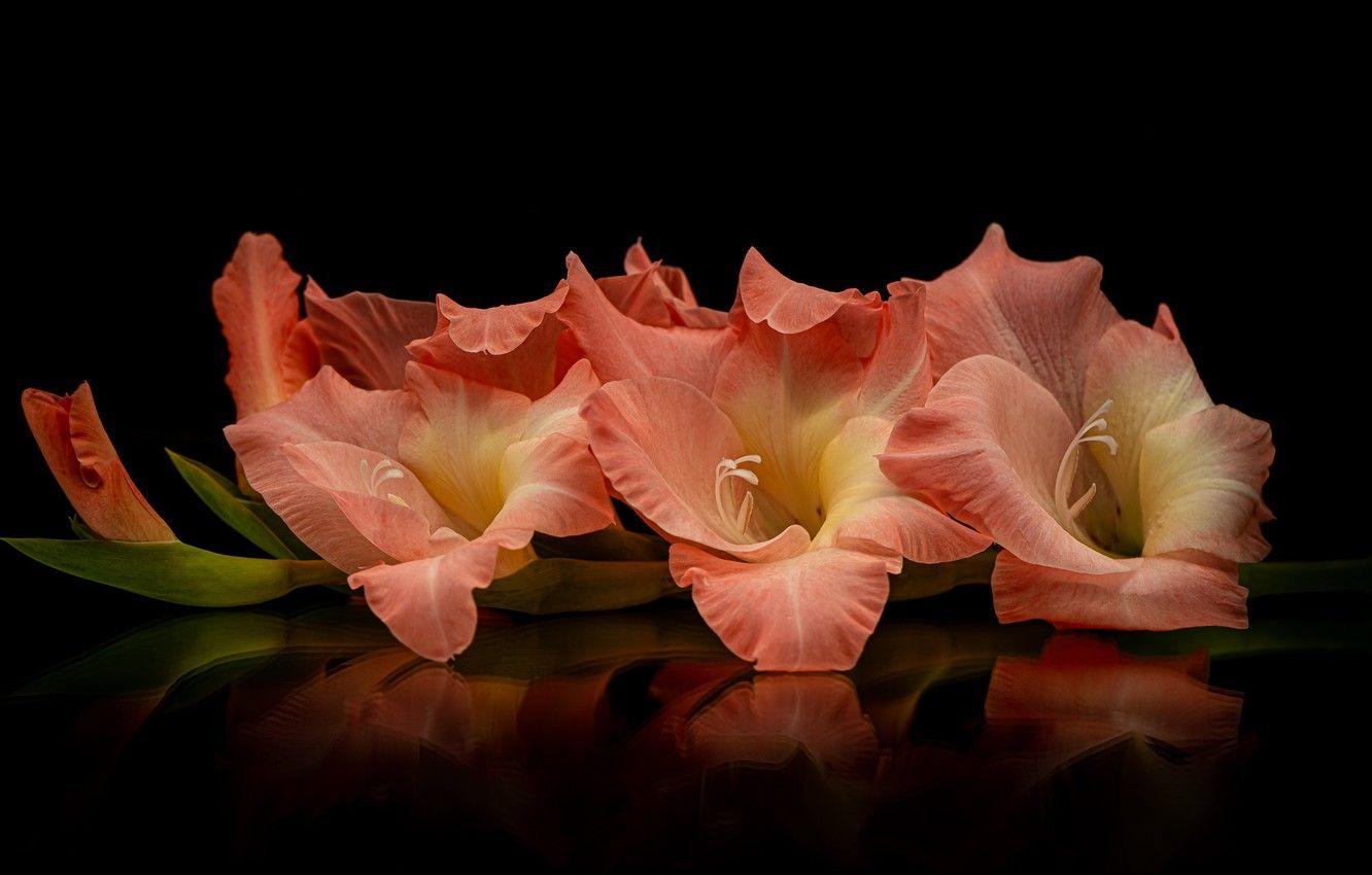 Gladiolus Wallpapers - Top Free Gladiolus Backgrounds - WallpaperAccess