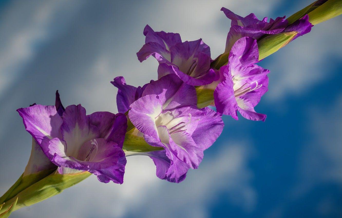 Gladiolus Wallpapers - Top Free Gladiolus Backgrounds - WallpaperAccess