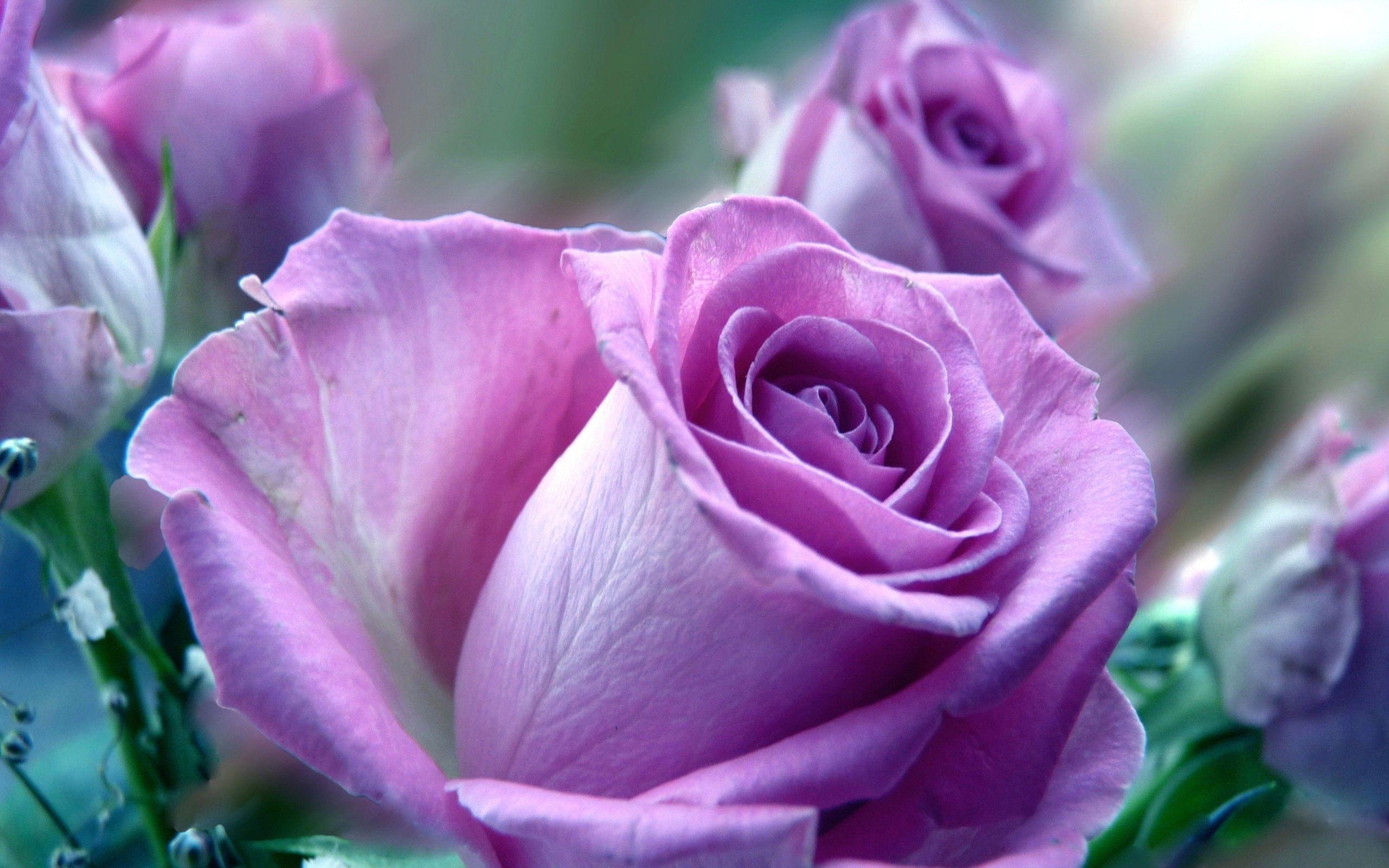 Violet Rose Wallpapers - Top Free Violet Rose Backgrounds - WallpaperAccess