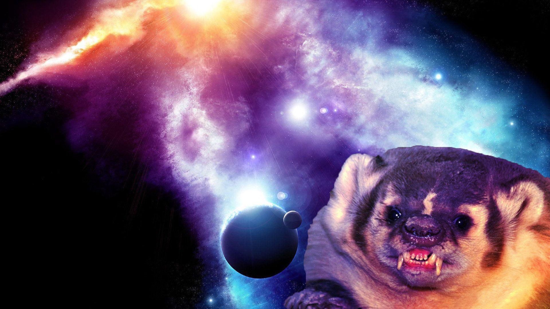 Space Animals Wallpapers - Top Free Space Animals Backgrounds ...