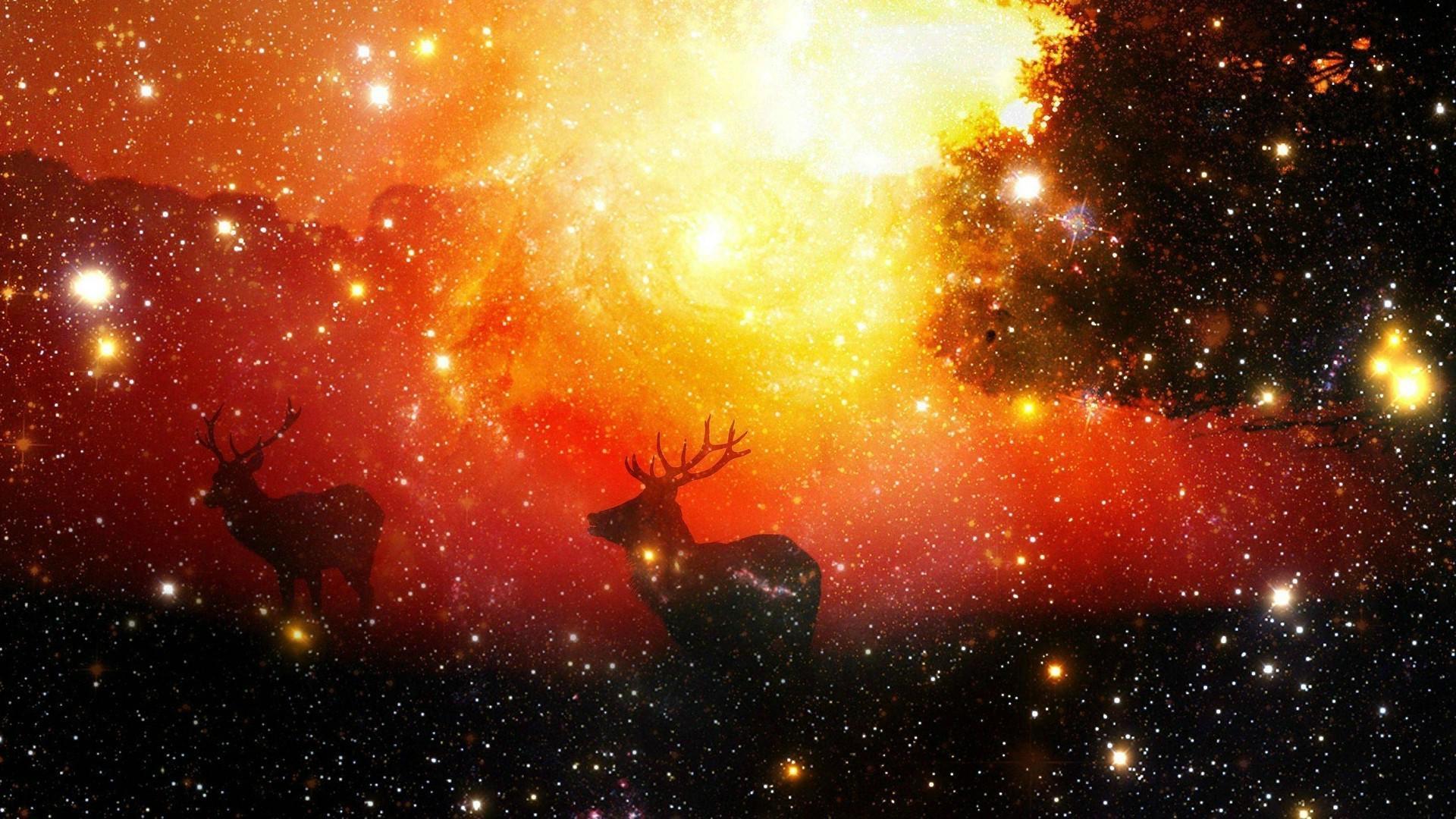Space Animals Wallpapers - Top Free Space Animals Backgrounds ...