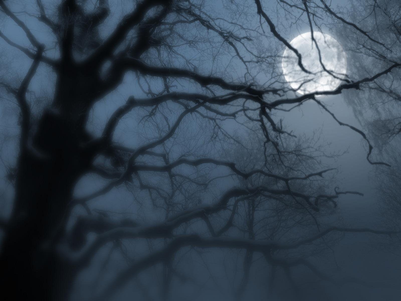 Moon and Tree Wallpapers - Top Free Moon and Tree Backgrounds ...