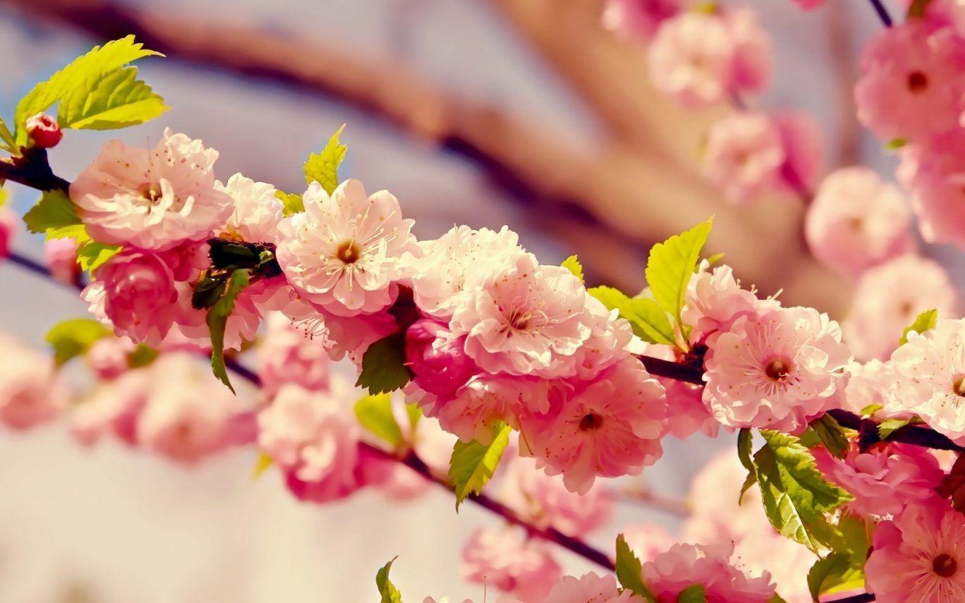 Flower Trees Wallpapers - Top Free Flower Trees Backgrounds ...